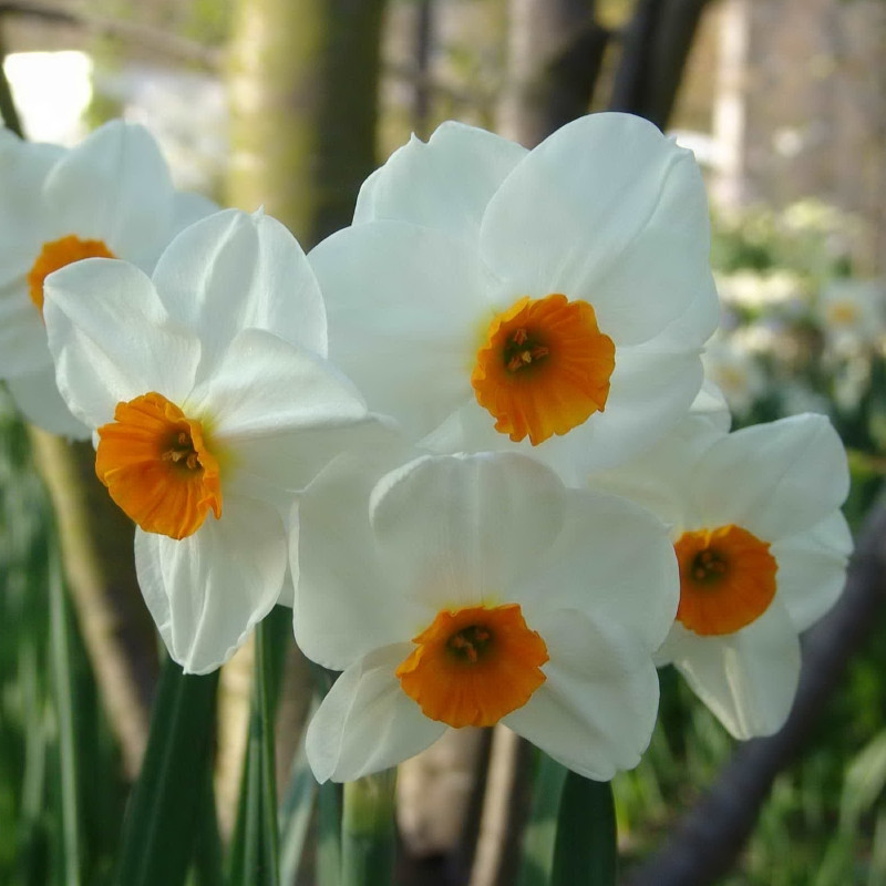 Buy Spring Flowering Bulbs? Order your top quality bulbs here!