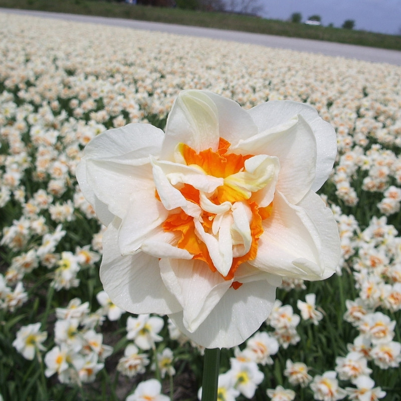 Daffodil Flower Parade | 3020