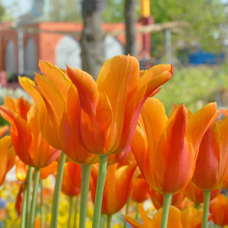 Tulip Ballerina | 2060