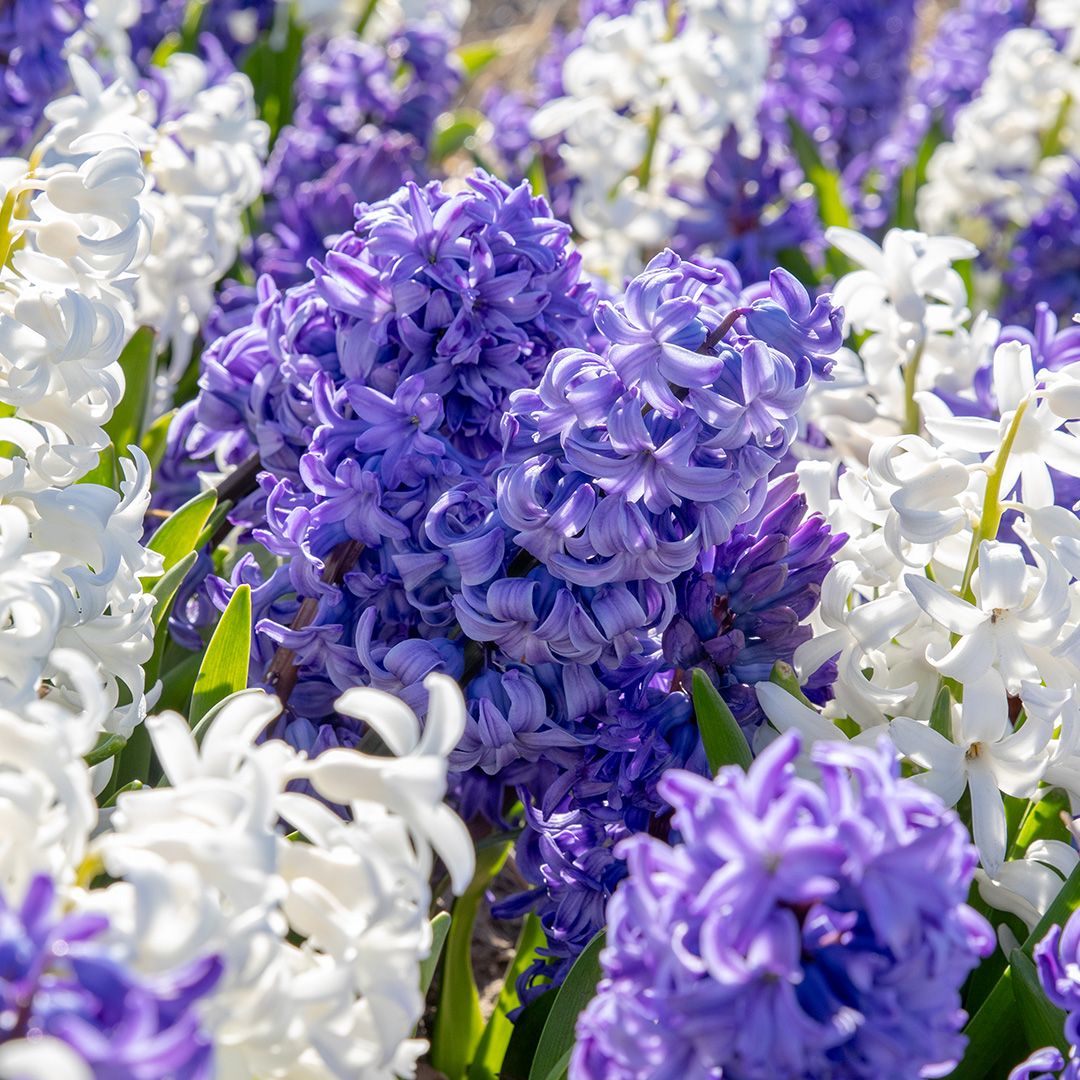 Hyacinth Blue & White Mix | 8200