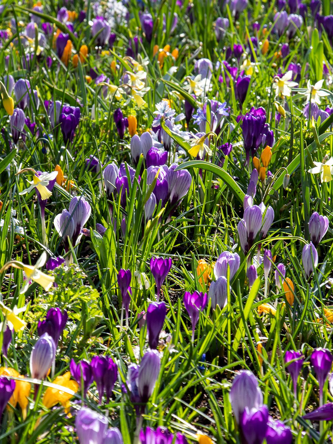 Naturalizing Spring Bulb Collection | 1105