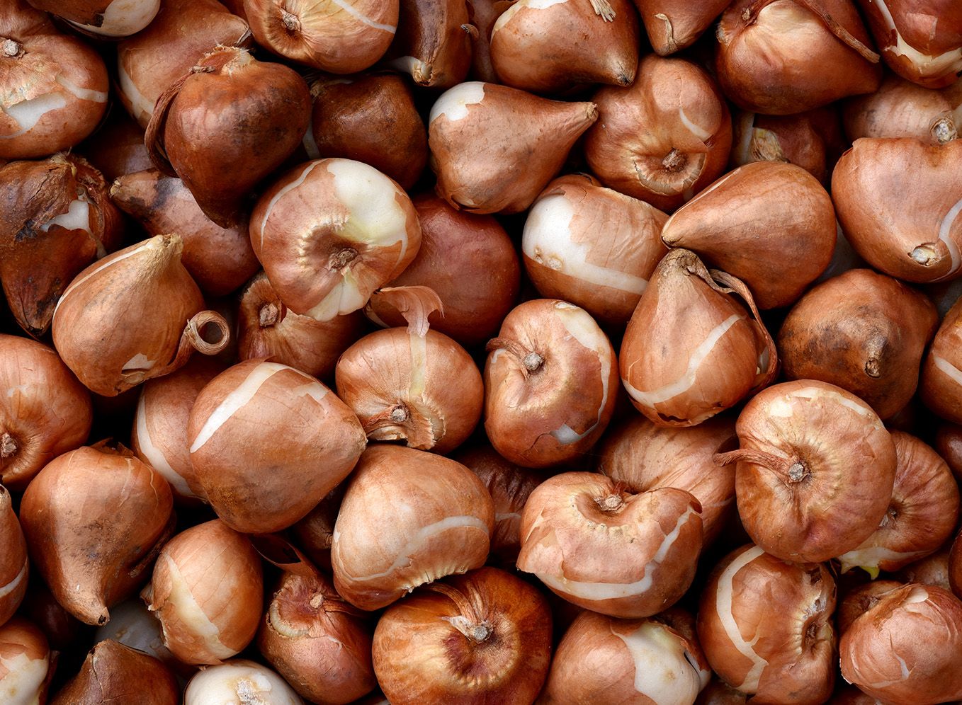 How does the Tulip breeding process work?