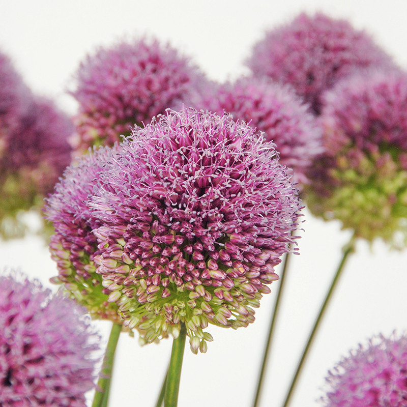Allium atropurpureum | 5010