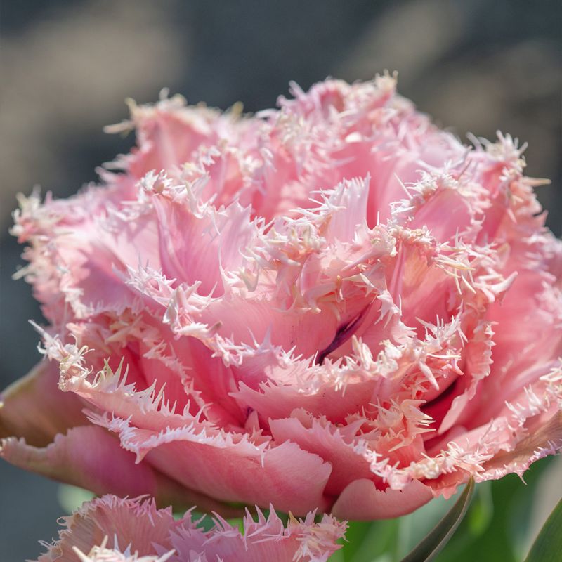 Tulipa Pink Magic | 2081