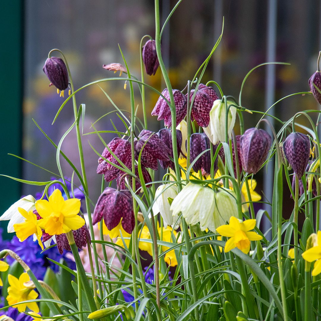Fritillaria meleagris mix | 25 | 5715