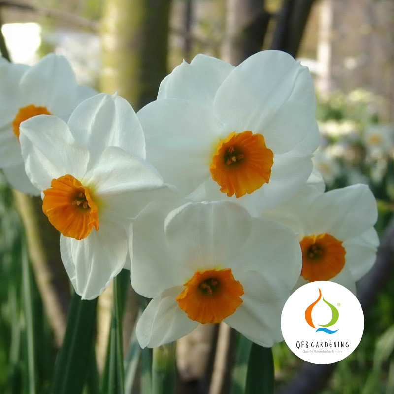 Narcissus Geranium | 3025