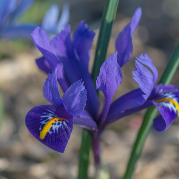 Iris reticulata Pixie | 6016