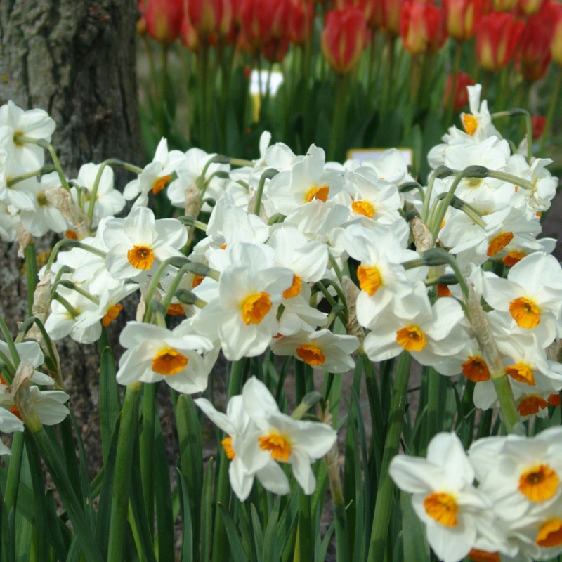 Narcissus Geranium | 3025