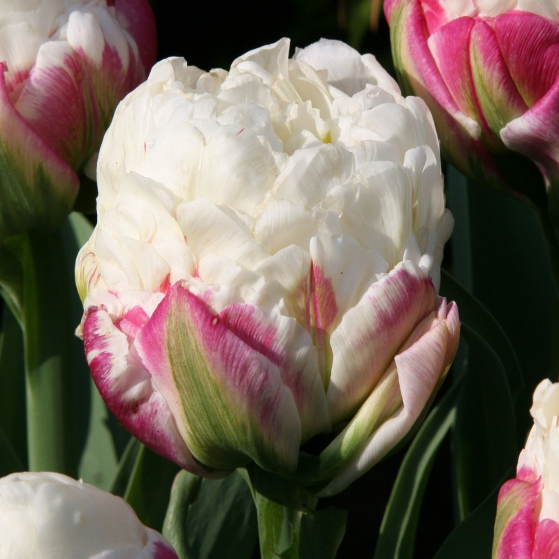 Tulip Snow Crystal | 2495