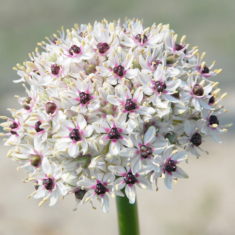Allium Silver Spring | 5085