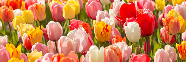 Dutch Flower Bulb Specialist