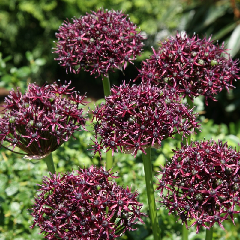 Allium atropurpureum | 5010