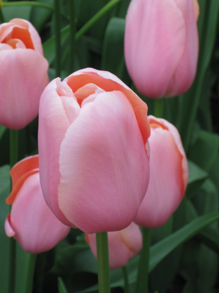Tulip Menton | 2340