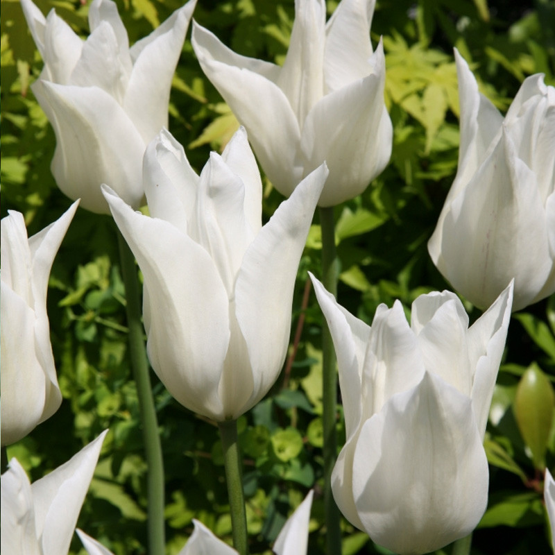 Tulip White Triumphator | 2560