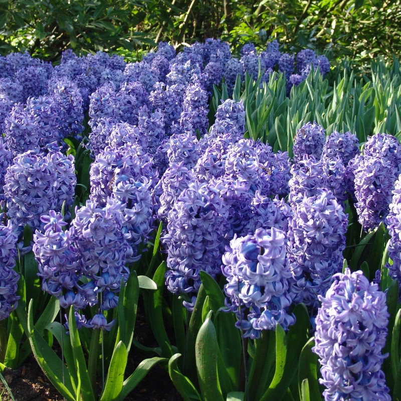 Hyacinth Delft Blue | 8065