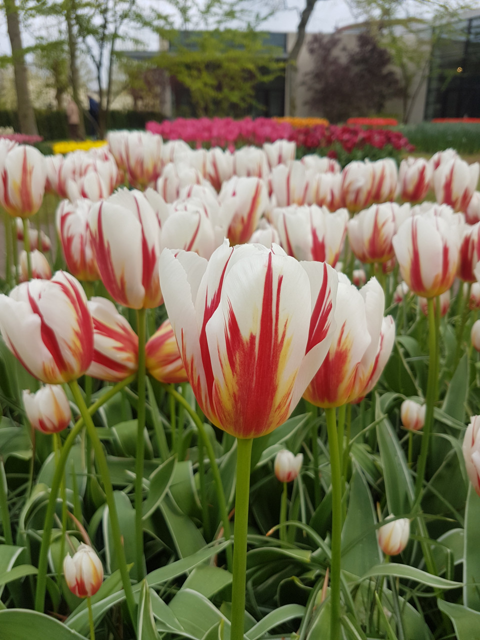 Tulip Happy Generation® | 2118