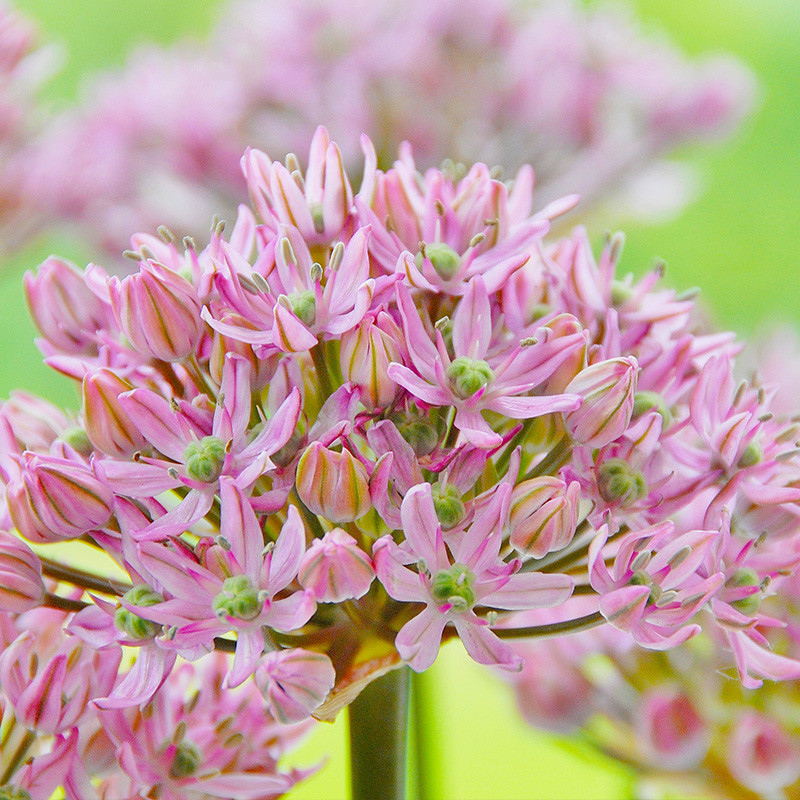 Allium Pink Jewel | 5075