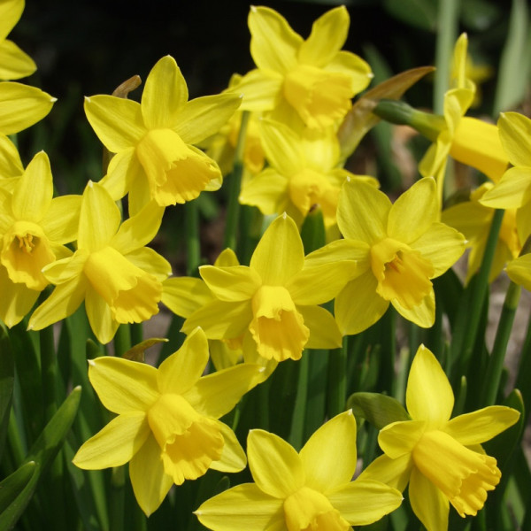 Buy Spring Flowering Bulbs? Order your top quality bulbs here!