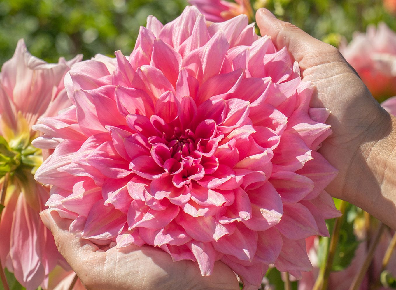 The most beautiful giant dahlias + care tips
