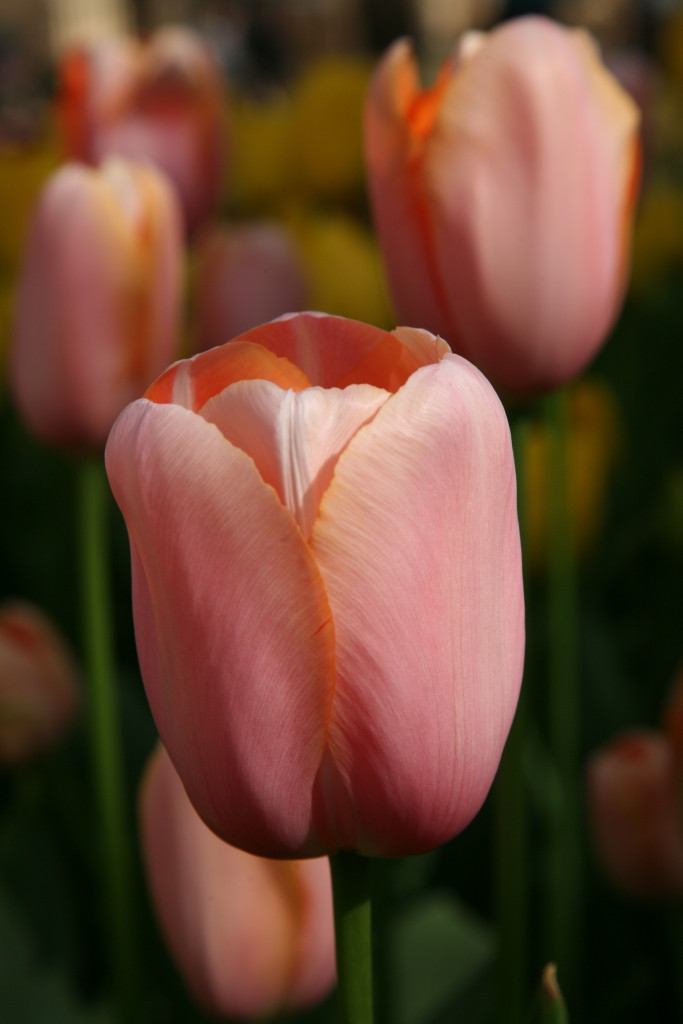 Tulip Menton | 2340