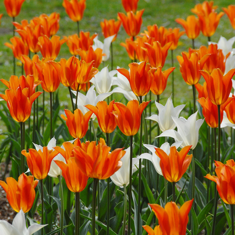 Tulip Ballerina | 2060