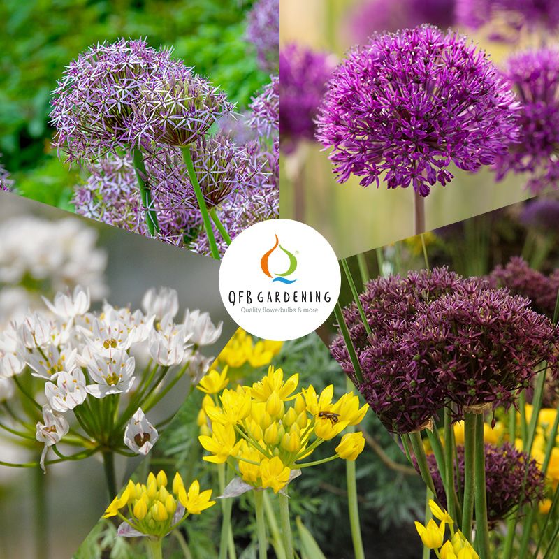 Flower Bulb Collection Alliums à 250 | 250250