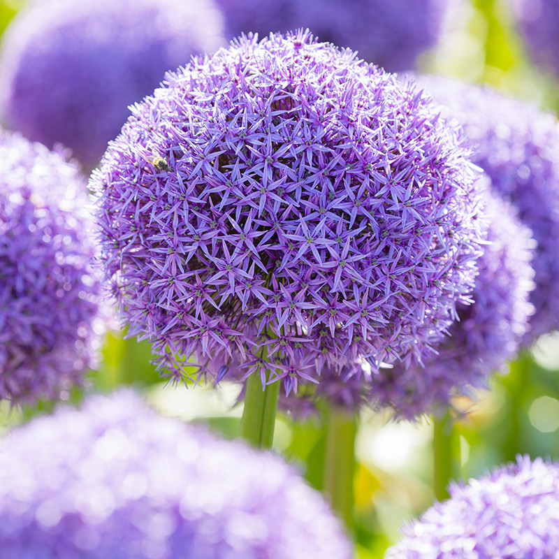 Allium atropurpureum | 5010