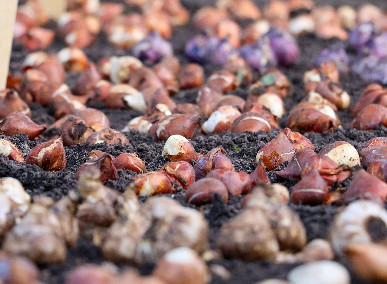 How to Store Spring Bulbs? Here's How!