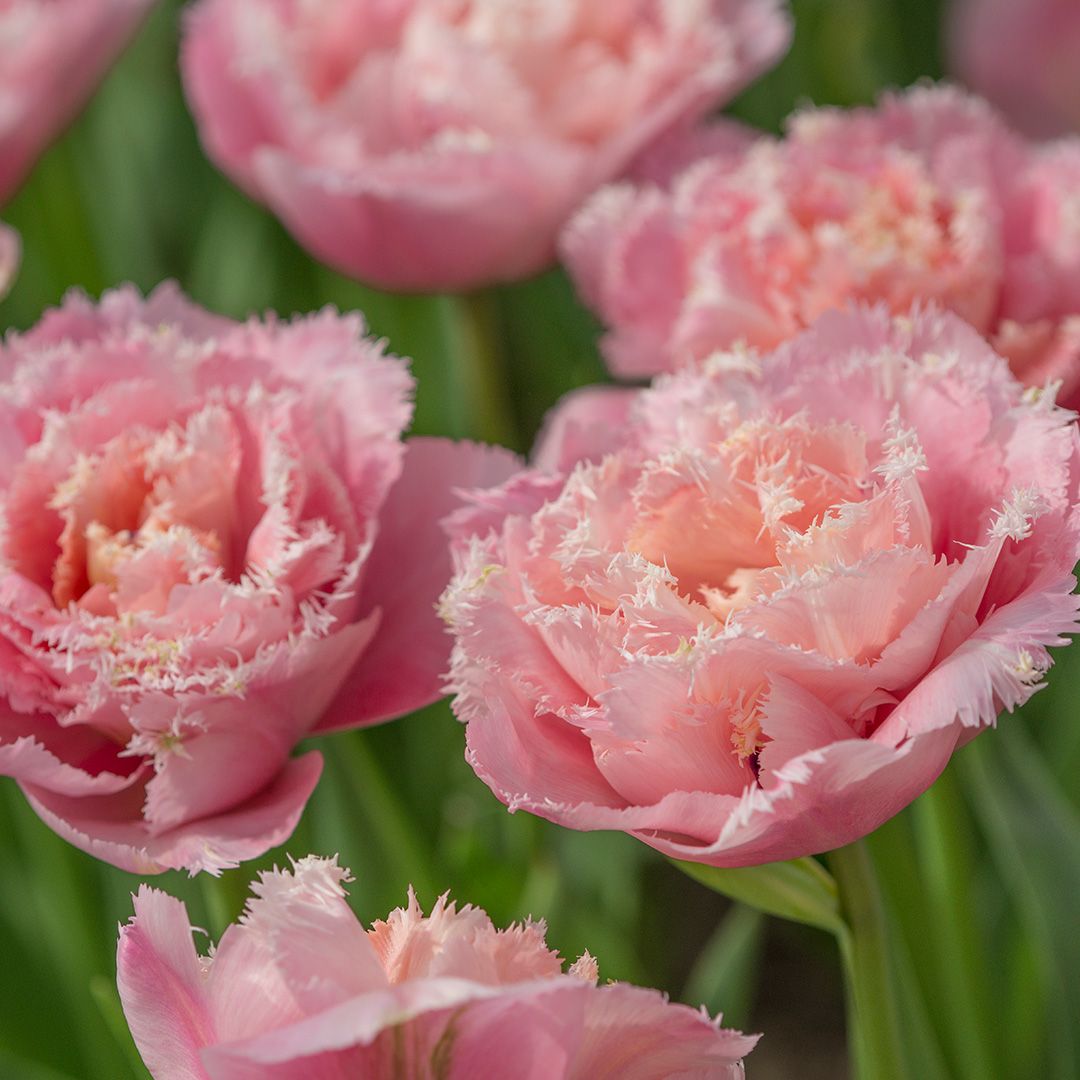 Tulipa Pink Magic | 2081