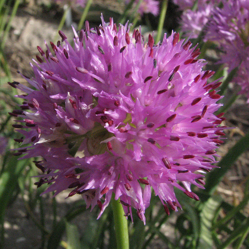 Allium Silver Spring | 5085