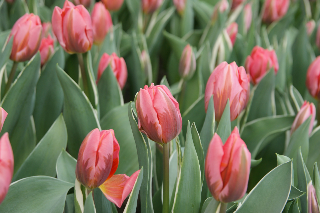 Tulip Pretty Princess | 2028