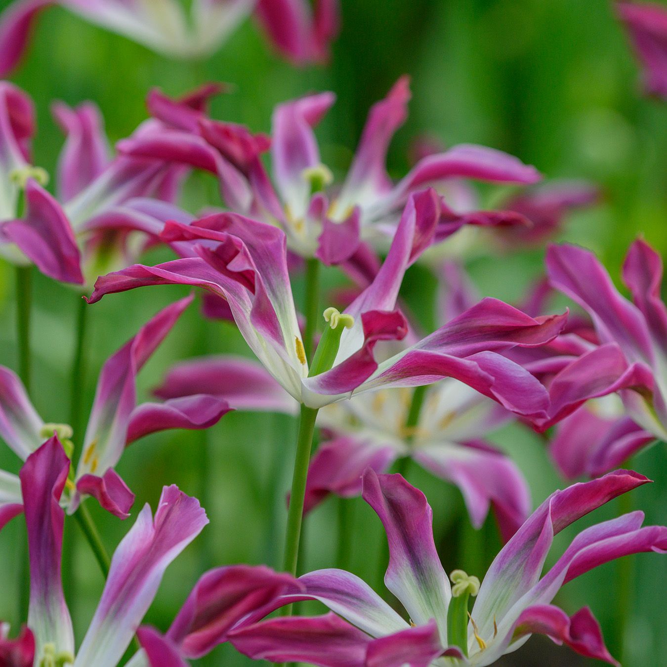 Tulip Purple Dance | 2112