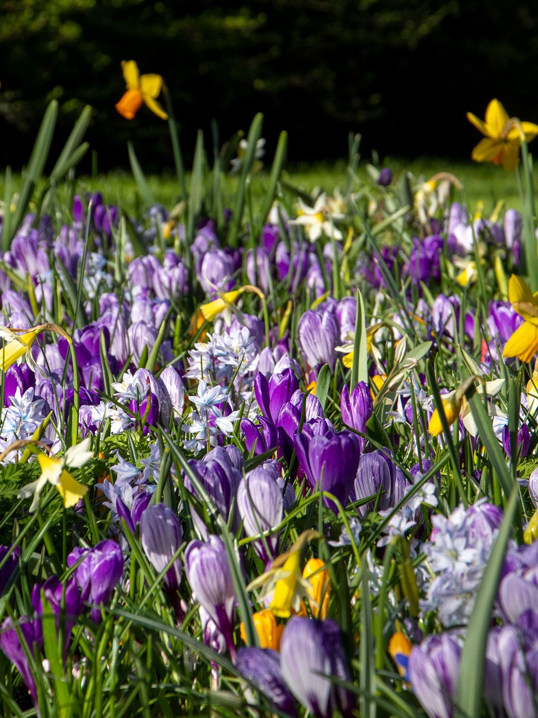 Naturalizing Spring Bulb Collection | 1105