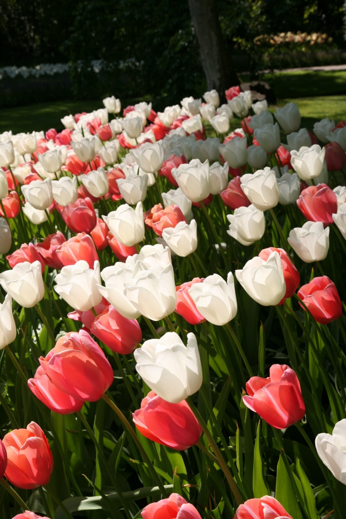 Tulip Menton | 2340