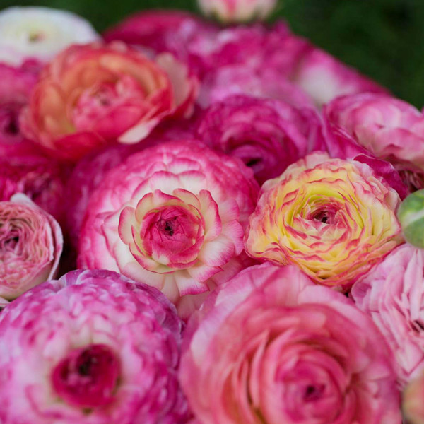 Ranunculus picotee Pink | 88050