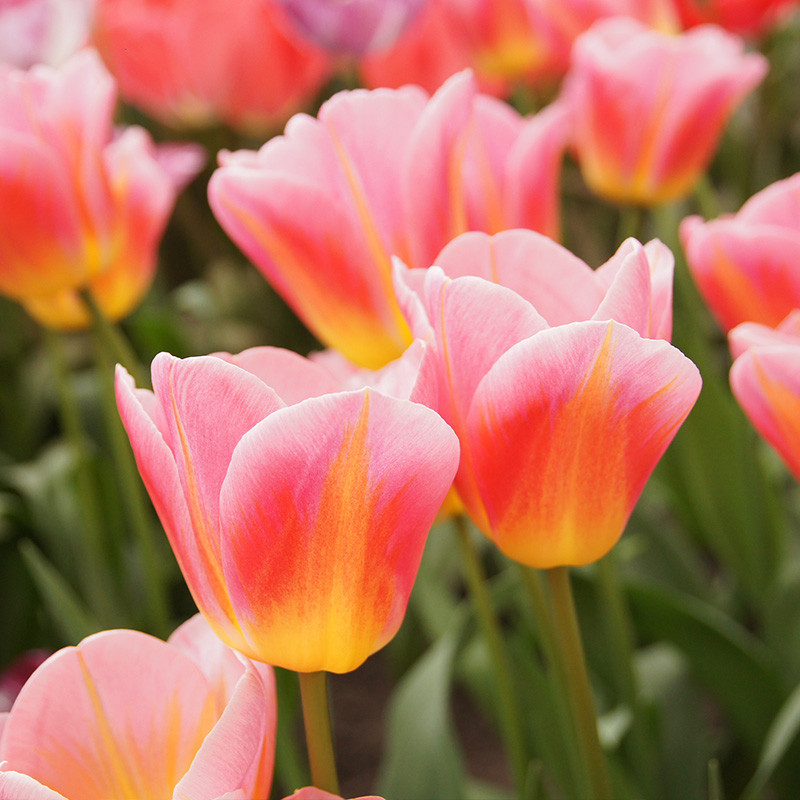 Tulip Tom Pouce® | 2012