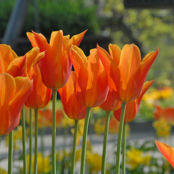 Tulip Ballerina | 2060