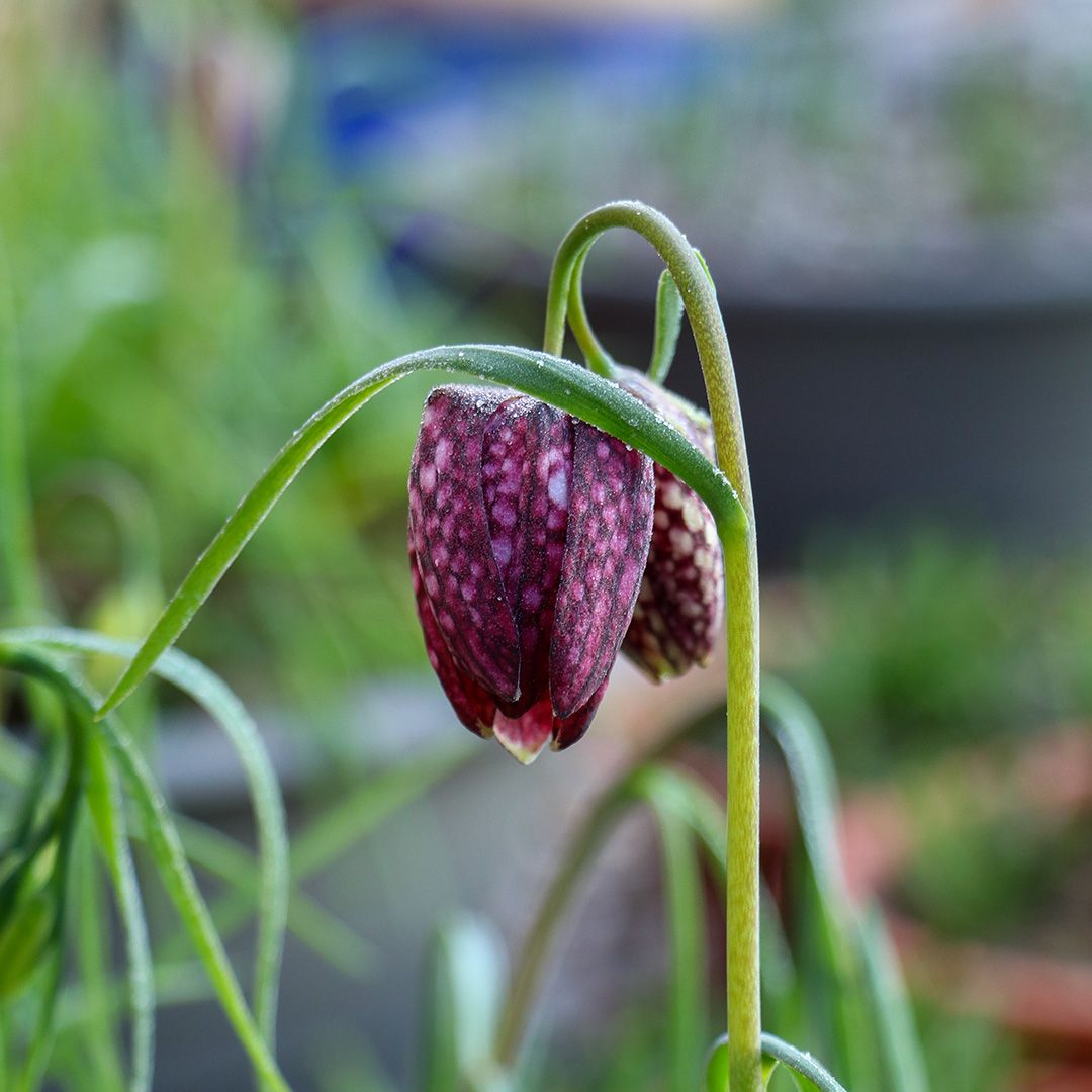 Fritillaria meleagris mix | 25 | 5715