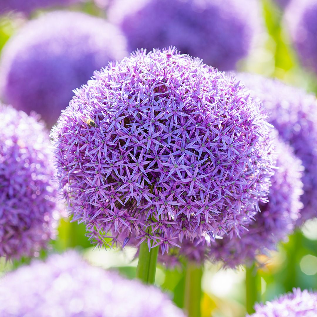 Dutch Flower Bulb Specialist